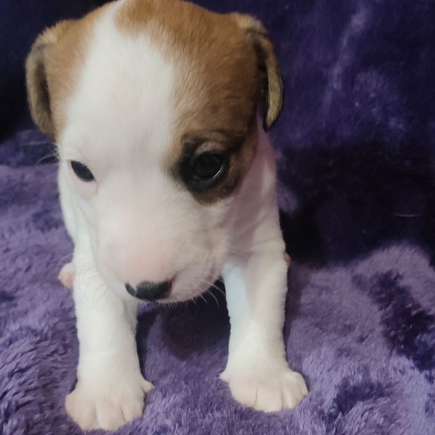 Джек-рассел-терьер, щенок