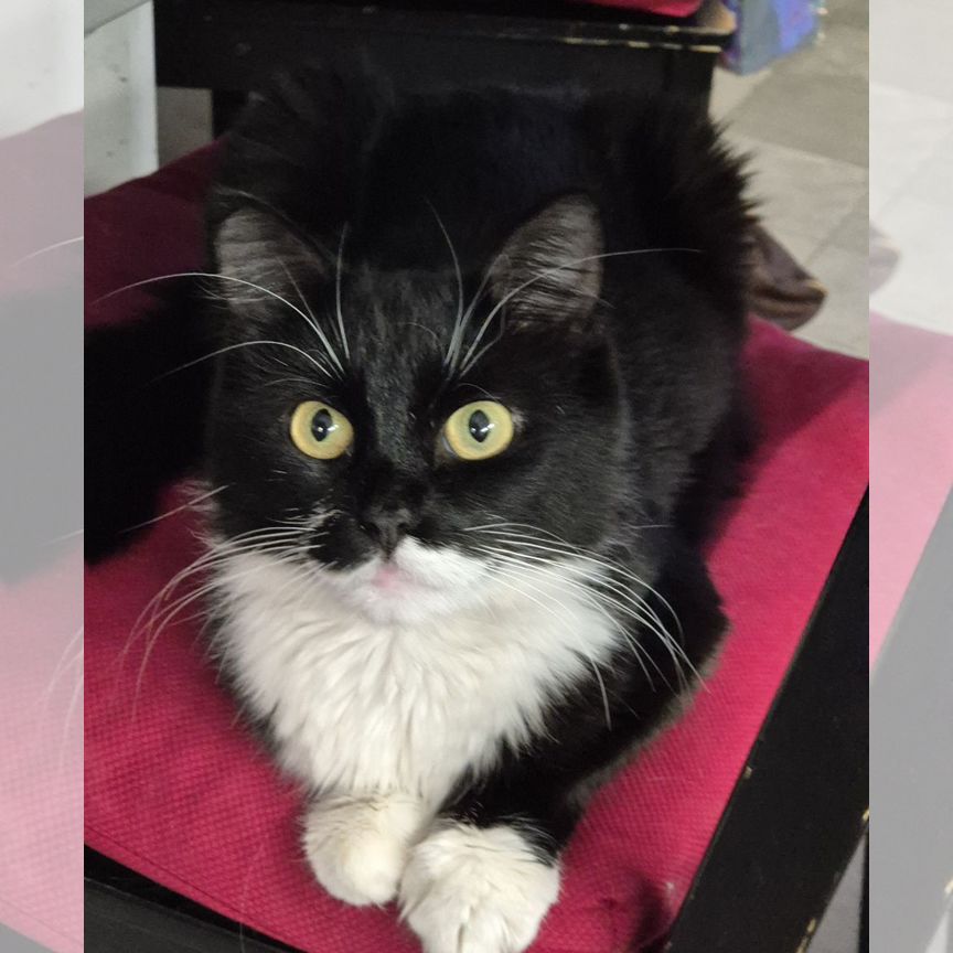 Взрослая, Девочка кошка в добрые руки