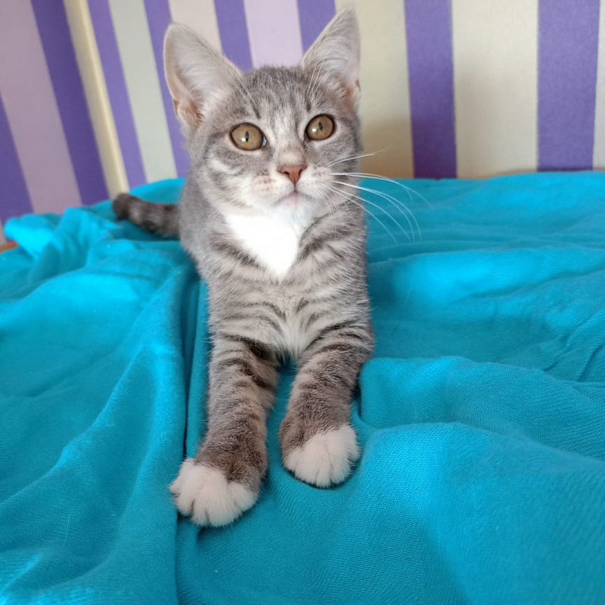 Мила, нежный домашний ребенлк