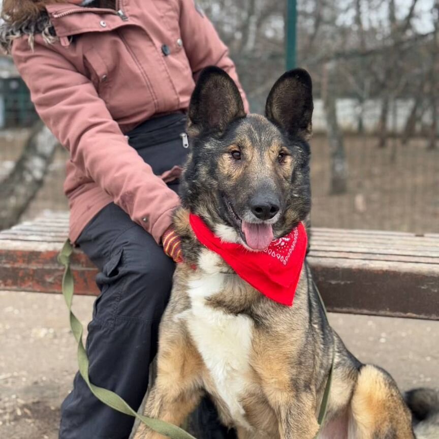 Собака в добрые руки