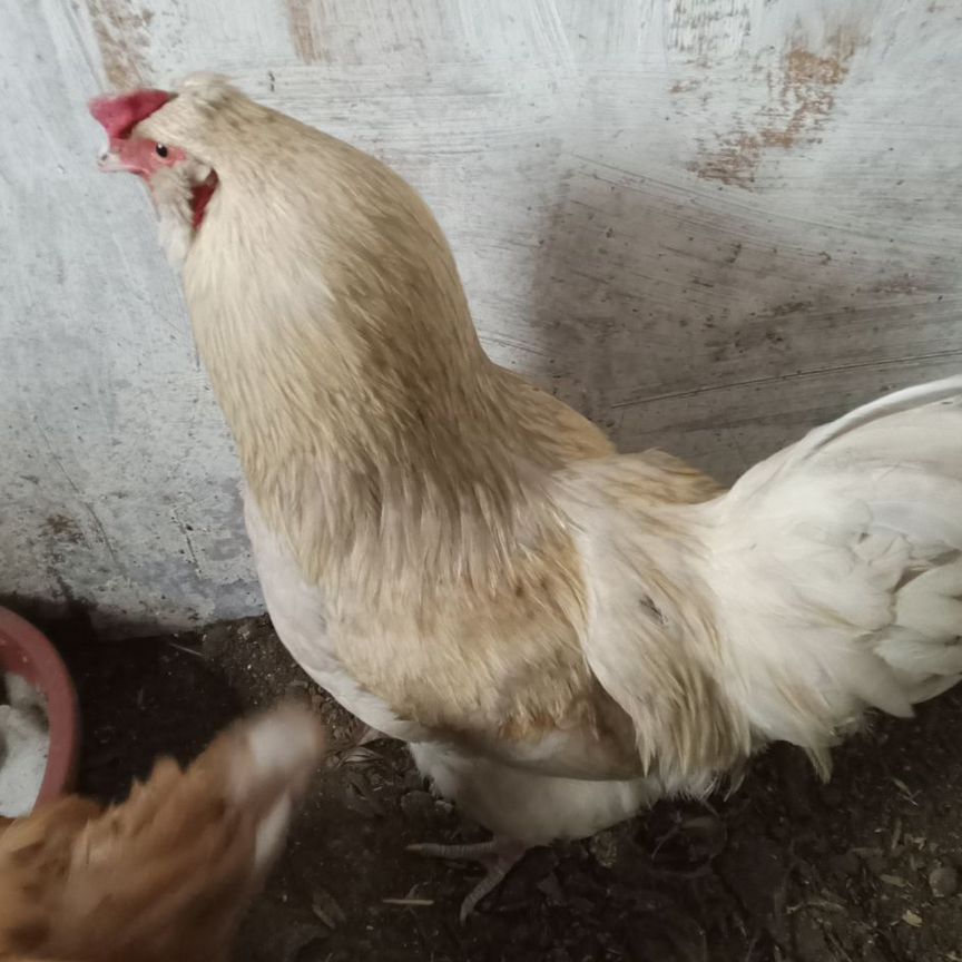 Продам молодого петуха