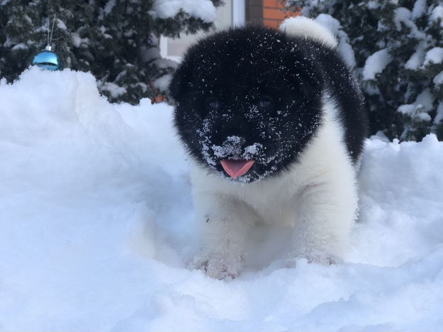 Щенки американской акиты