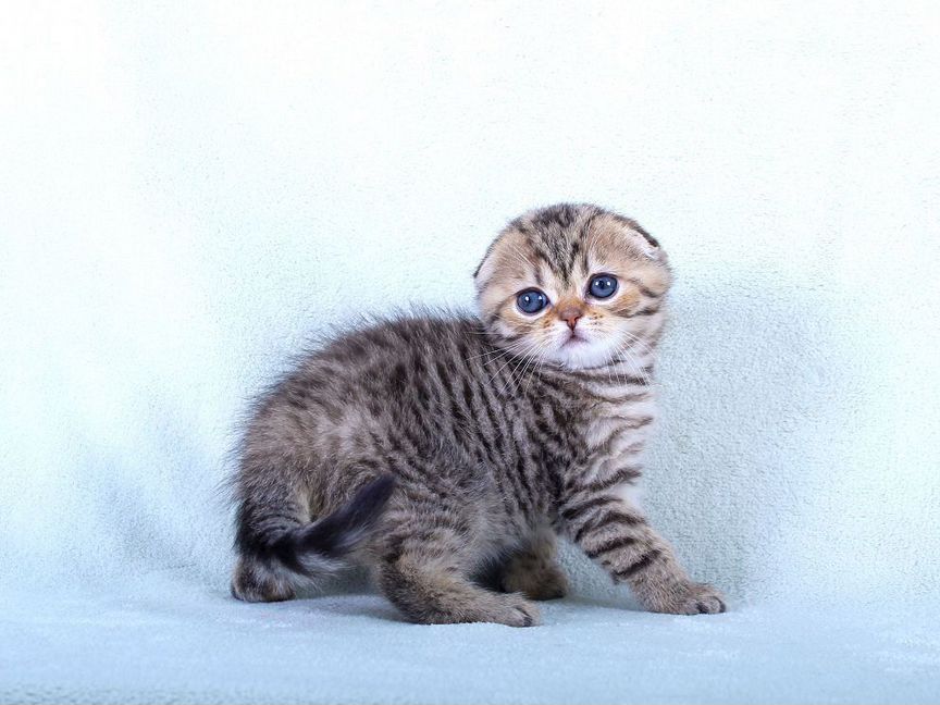 Шотландский золотой котенок