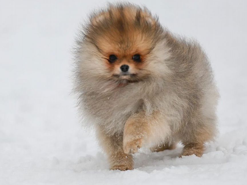 Померанский шпиц