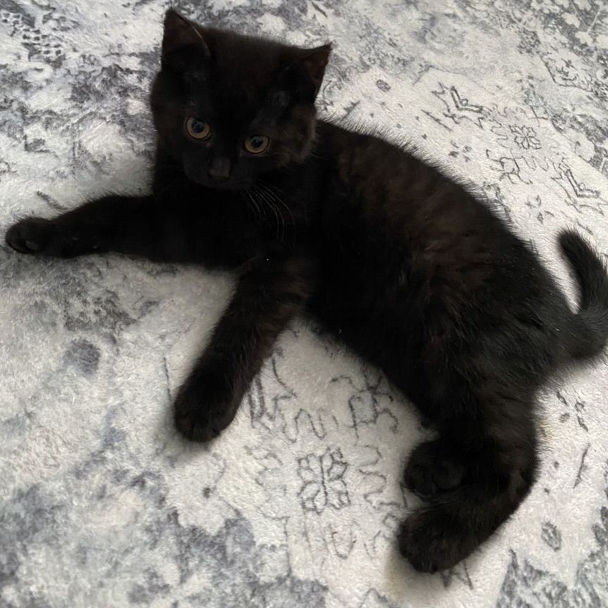 Котёнок в добрые руки