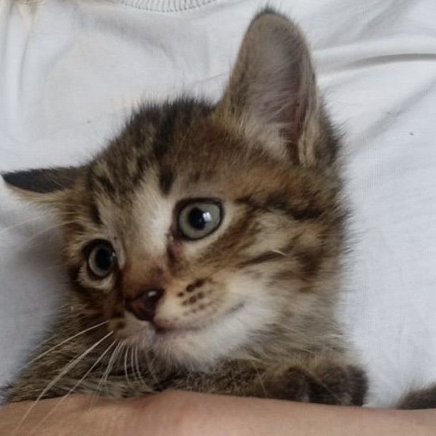 Котёнок в добрые руки