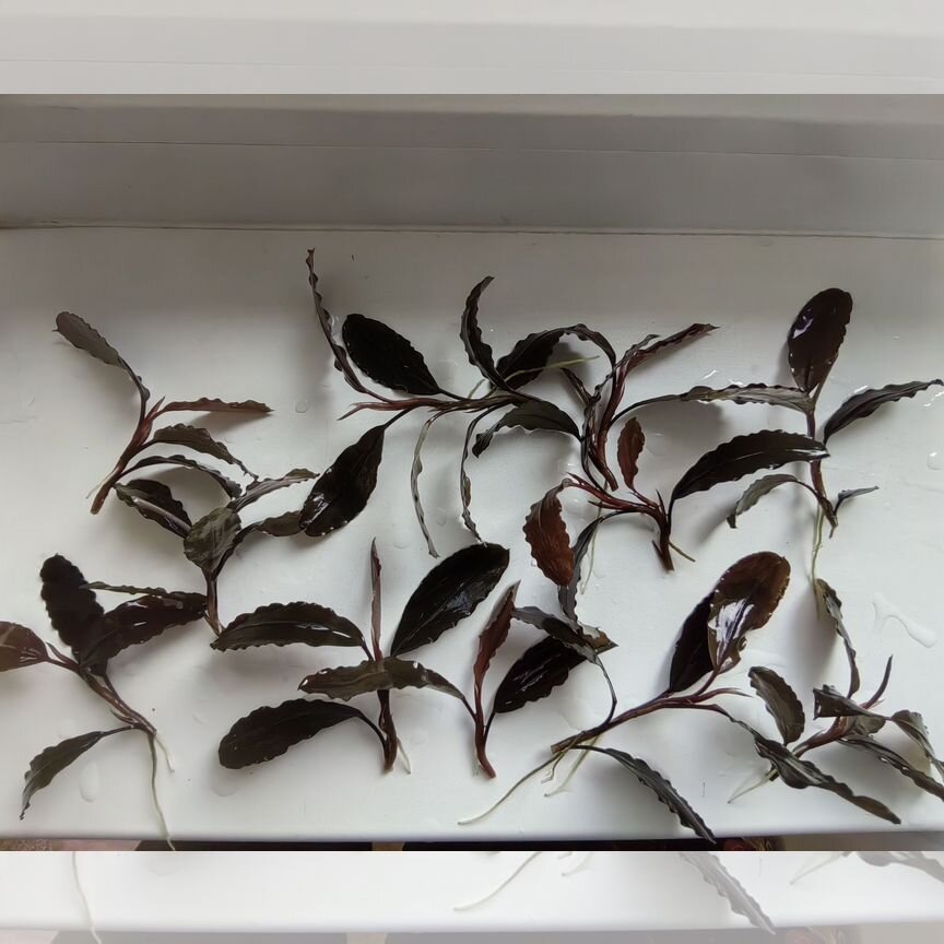 Буцефаландра