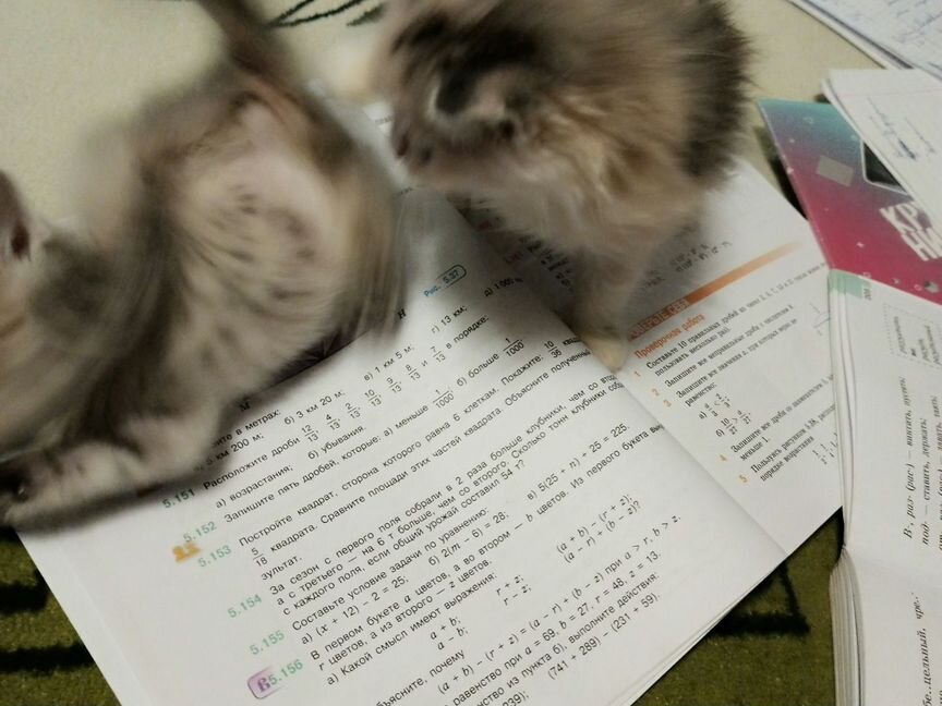 Котята в добрые руки