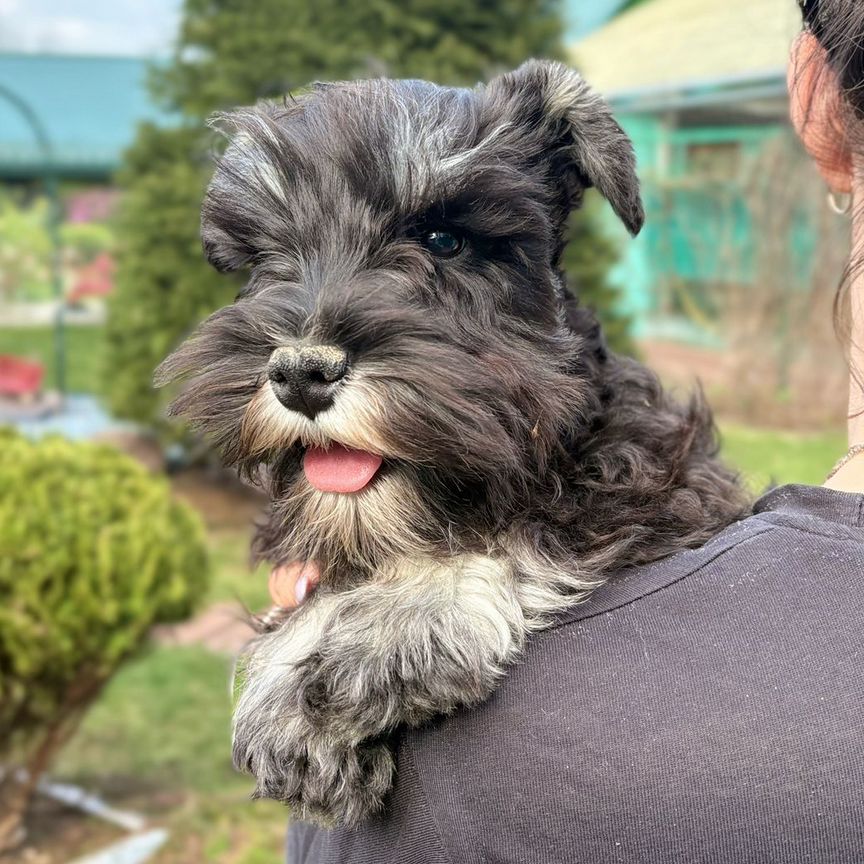 Сиба-ину, щенок