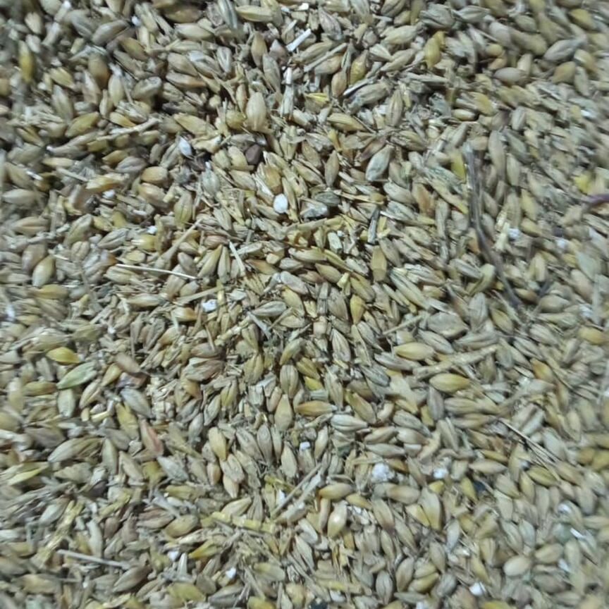 Зерно ячменя на корм животным (2 сорт)