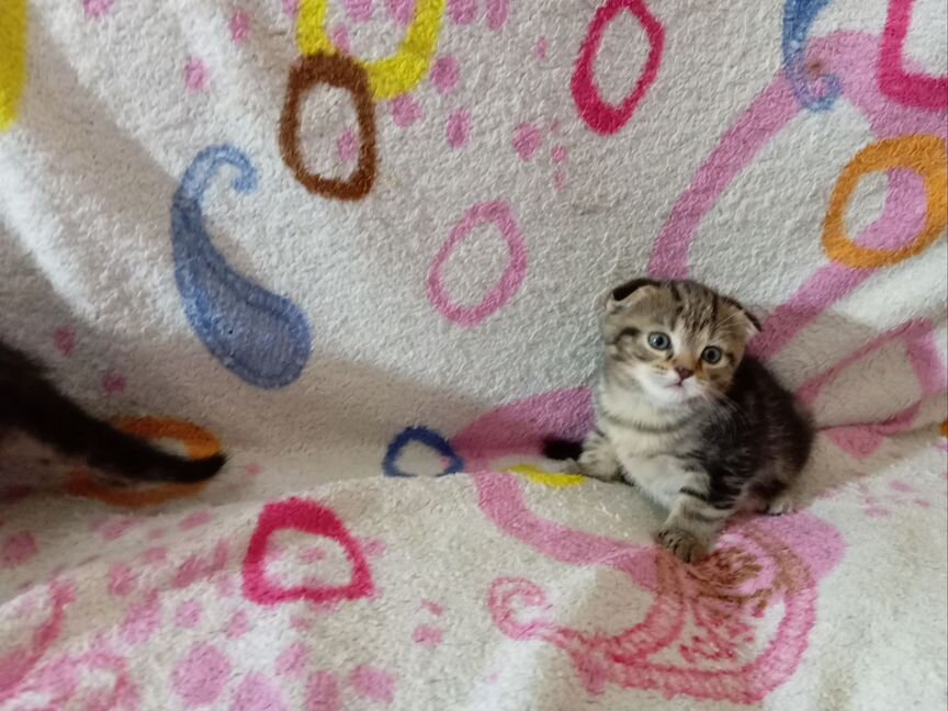 Шотландская вислоухая кошка