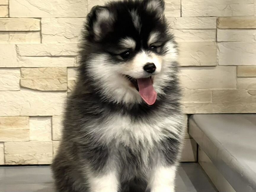 Шикарная малышка помски