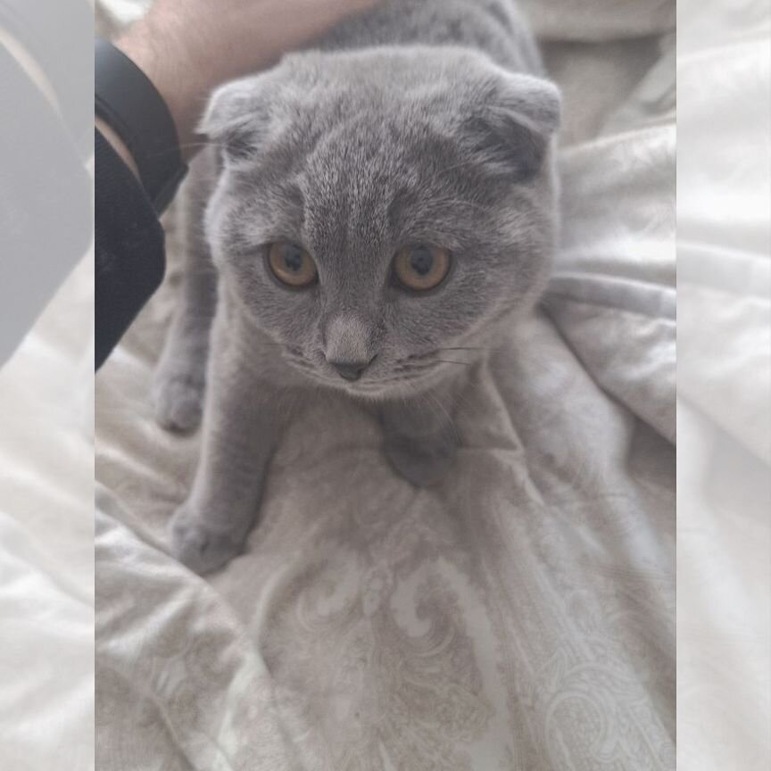 Шотландская вислоухая длинношёрстная, взрослая кошка