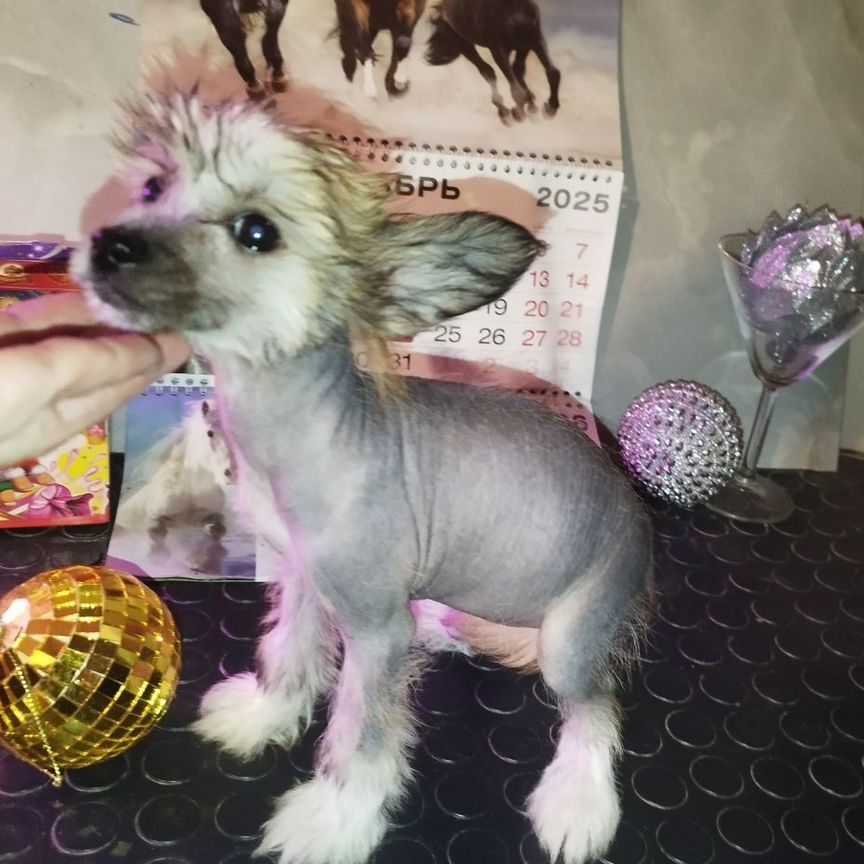 Китайская хохлатая, щенок