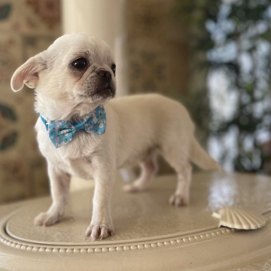 Кремовый мальчик чихуахуа