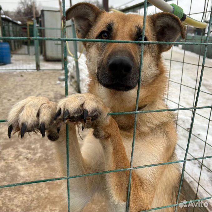 Винки собачка в добрые руки