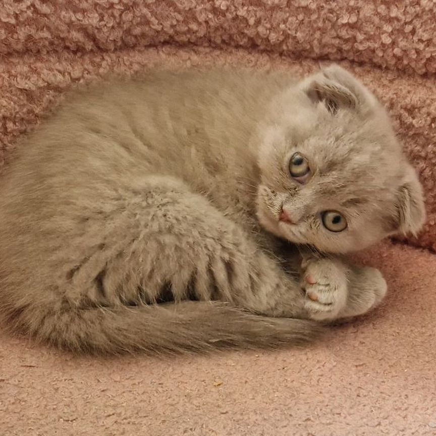 Шотландский вислоухий короткошёрстный котёнок