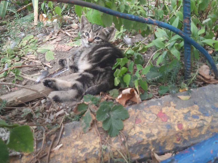 Кошки в добрые руки