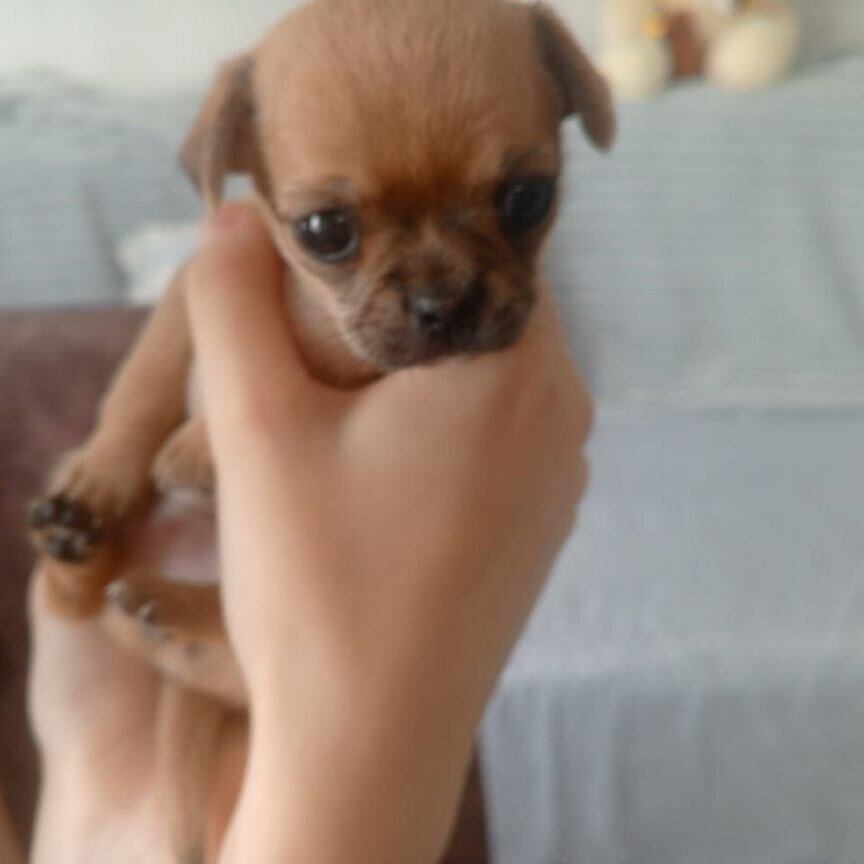 Мини -Чихуашечки