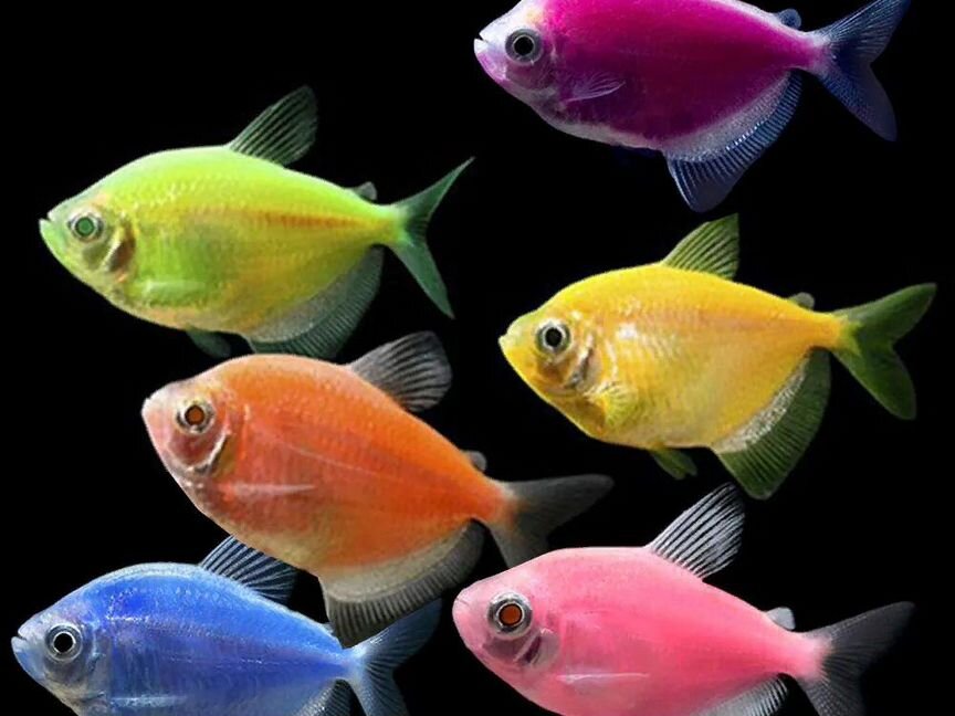 Аквариумные рыбки Тернеция, взрослые