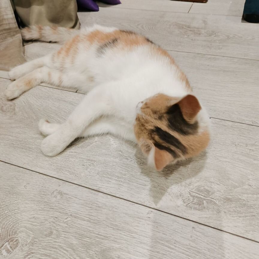 Очень молодая кошечка