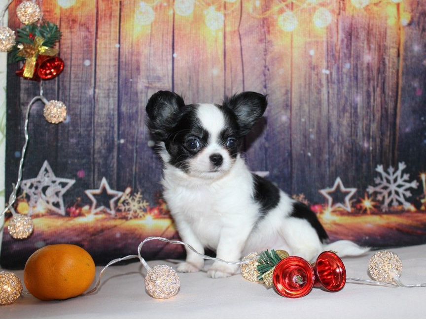 Щенки чихуахуа РКФ