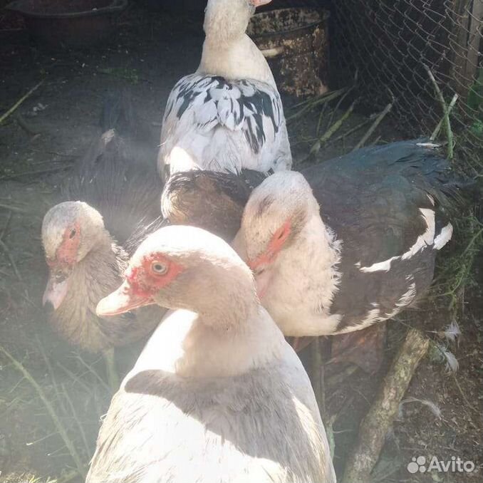 Мускусные утята индоутки