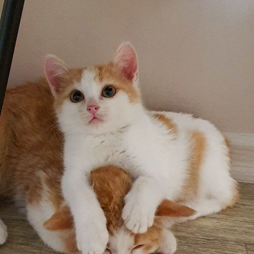 Котенок, 4 мес