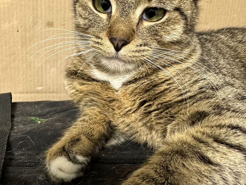 Кошка 1 год