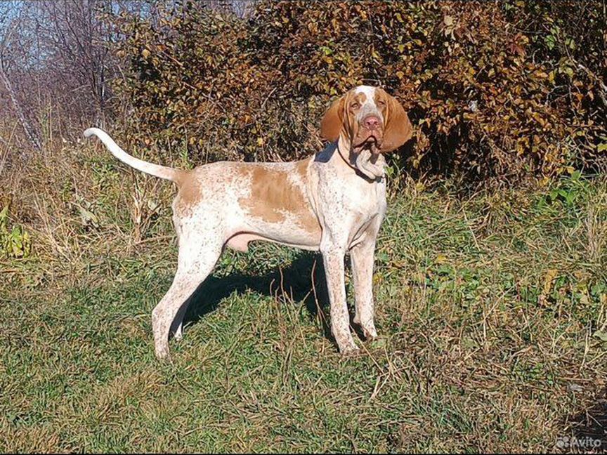 Итальянский бракко. Кобель