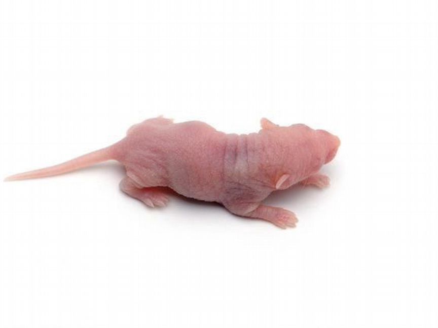 Мыши голыши опушата бегунки замороженные