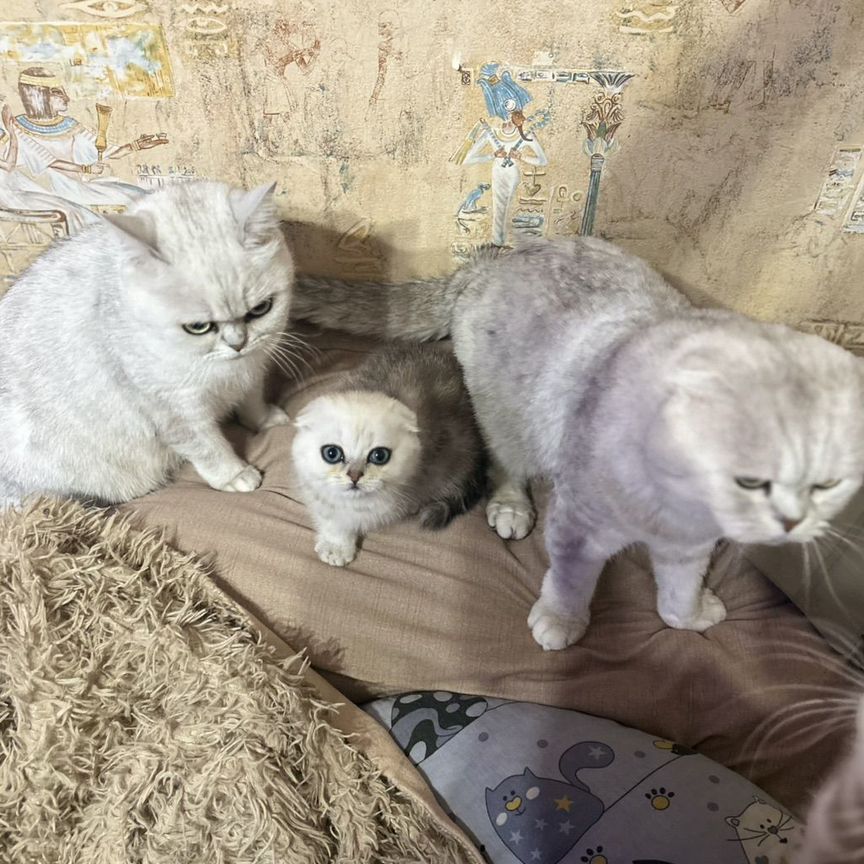 Шотландский вислоухий короткошёрстный котёнок