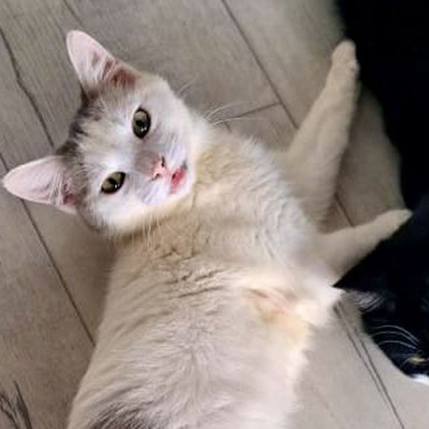 Кот