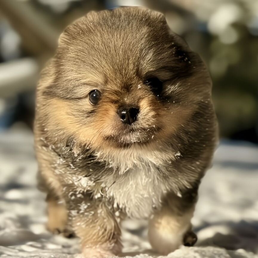 Померанский шпиц, щенок