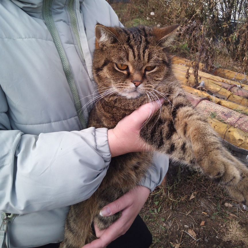 Котенок