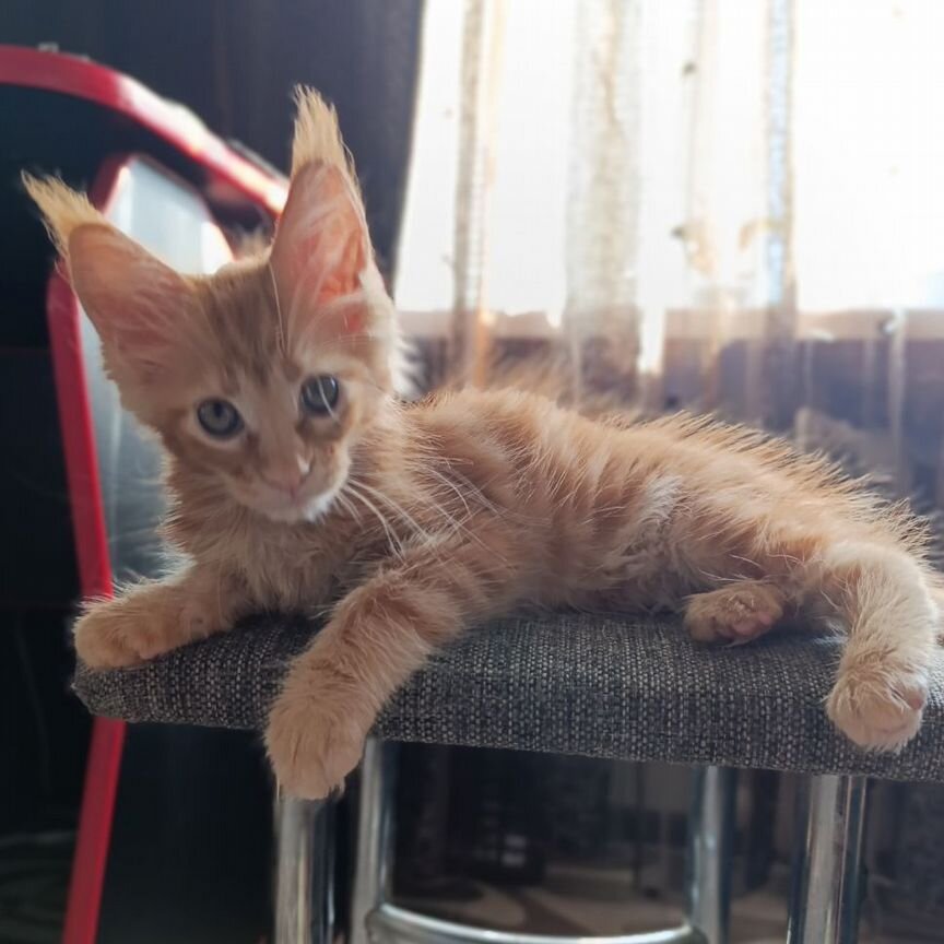 Котята мейн-кун