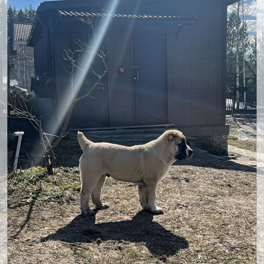 Среднеазиатская овчарка, щенок