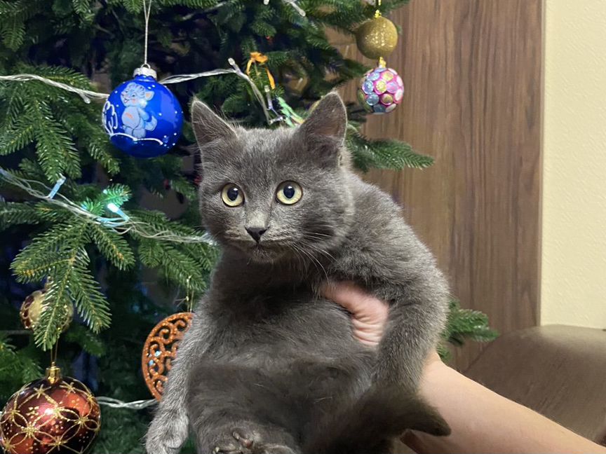 Котенок мальчик 4 месяца