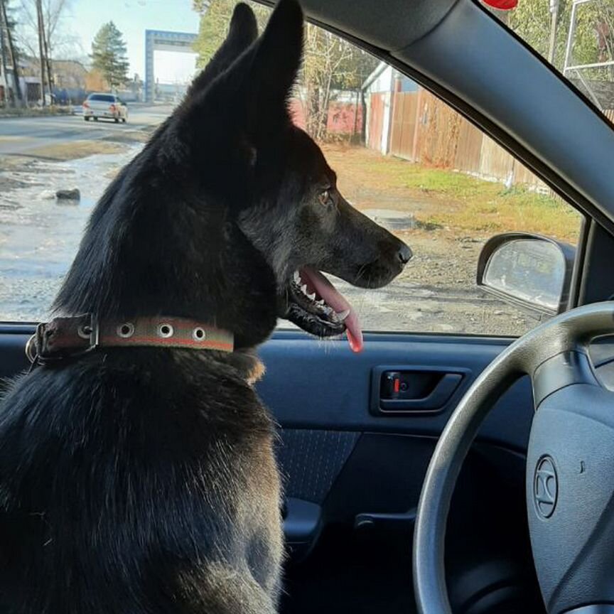 Помесь немецкой овчарки