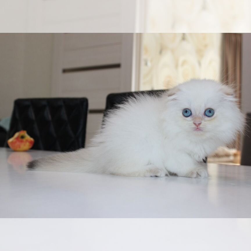 Шотландский вислоухий длинношёрстный котёнок