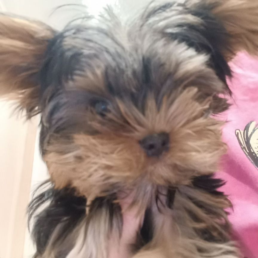 Йоркширский терьер