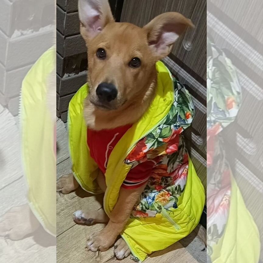 Щенок в добрые руки