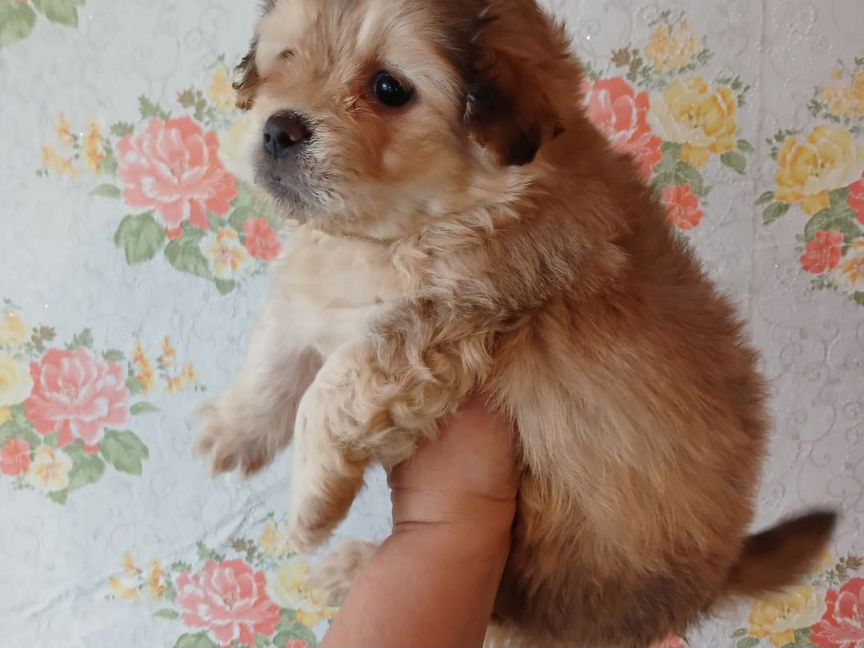 Прелестные пушистики пекишпицыки