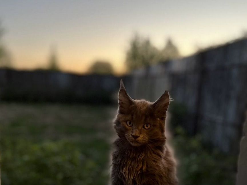 Котята мейн-кун