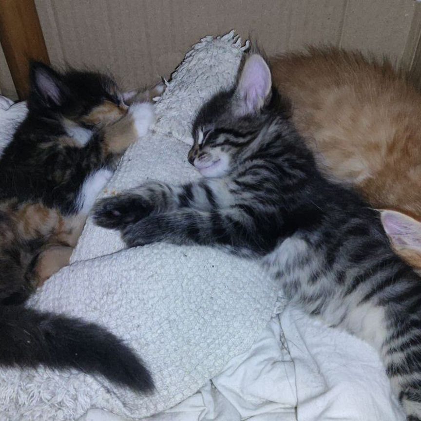 Клевые котята