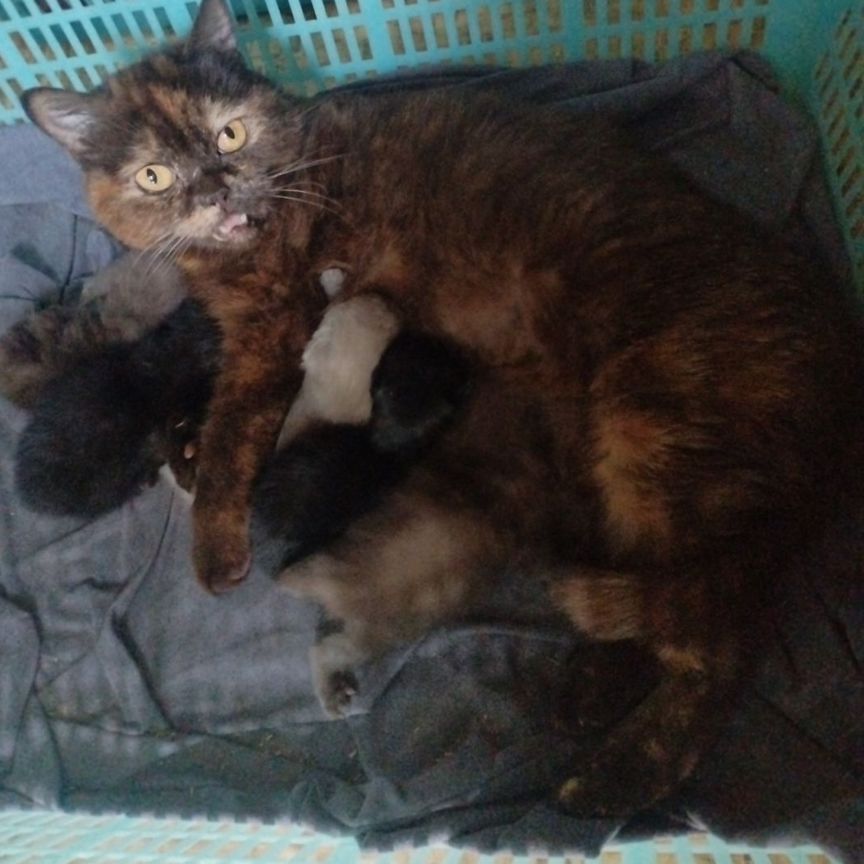 Продаются Шотландские котята