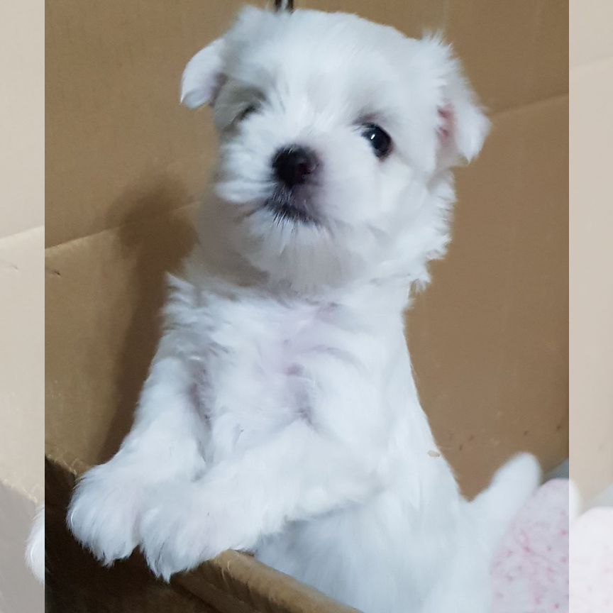 Мальтийская болонка