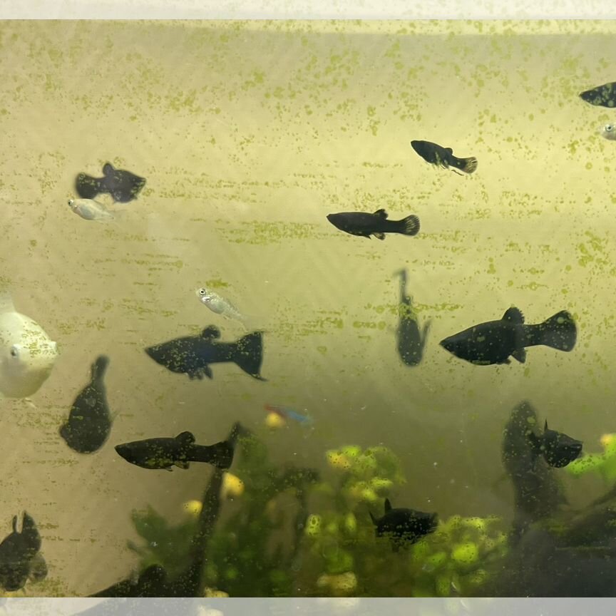 Моллинезия черная и белая