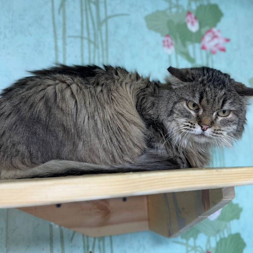 Кошечка Дымка изет семью где ее будут любить