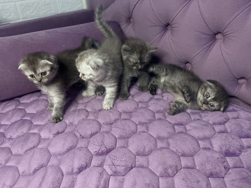 Шотландская вислоухая котята